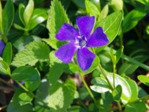 General introduction of Antitumour-Vinca > PharmaCampus